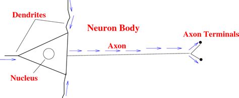 Figure 1 From Sensory Invariance Driven Action Sida Framework For