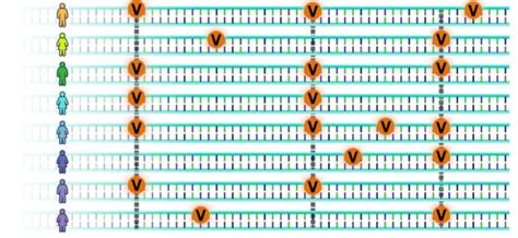 Base Pairing Rule Definition And Examples Biology Online Dictionary