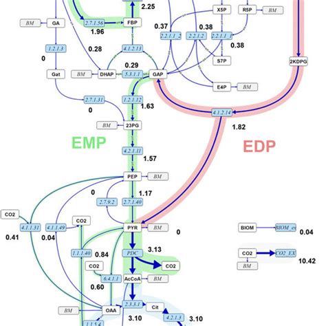 ATP NADH And NADPH Production Reactions Involving ATP And Producing Download Scientific