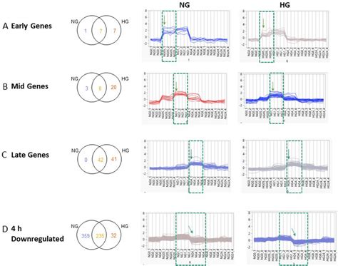 K Means Clustering Of Degs In Ng And Hg Conditions Venn Analysis And