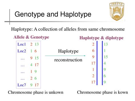 Ppt Haplotype Inference And Haplotype Based Transmission