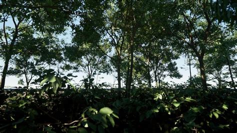 Render 3d De Paisajes Naturales De Bosques Y Bosques Verdes Foto Premium