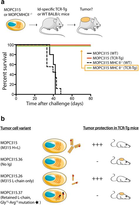 Id Specific Tcr Transgenic Mice Are Protected Against A Challenge With Download Scientific