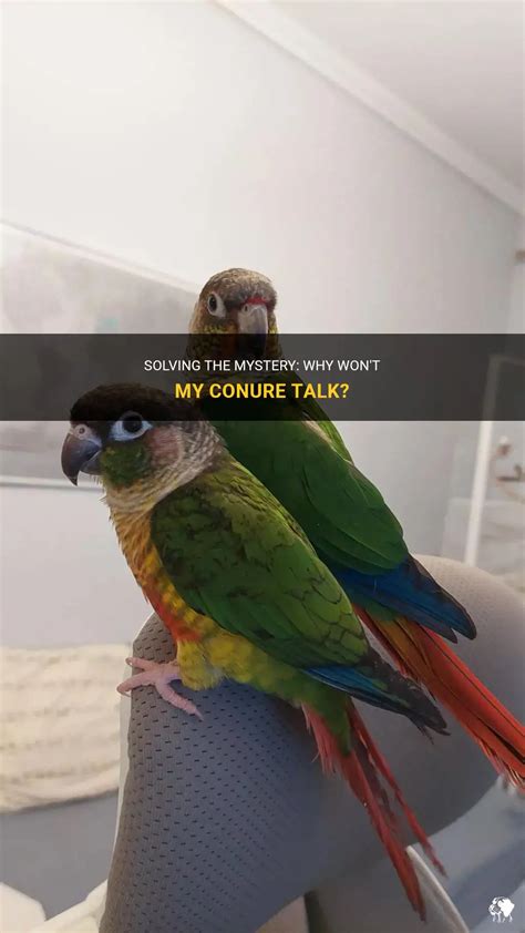 Solving The Mystery Why Wont My Conure Talk Petshun