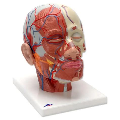 Anatomy Of The Human Face Structure Nerves Blood Vessels Muscles