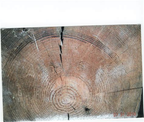 Comparing Wood Strengths