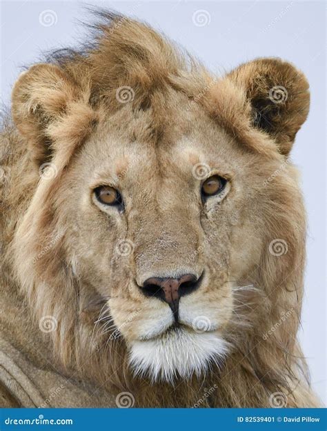 Lioness Front View