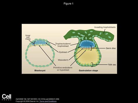 Stem Cells And Early Lineage Development Ppt Download
