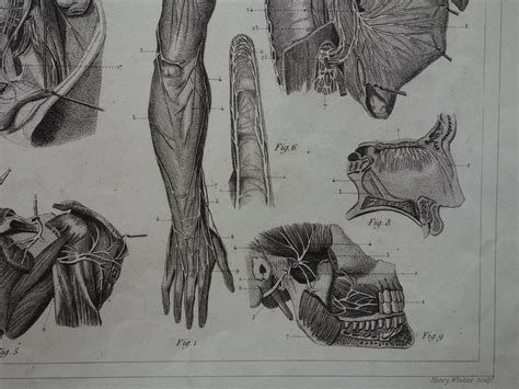 Zenuwstelsel Oude Anatomie Prent Zenuwen Originele Antieke Anatomische