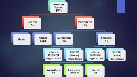 Classification Of Nervous System YouTube