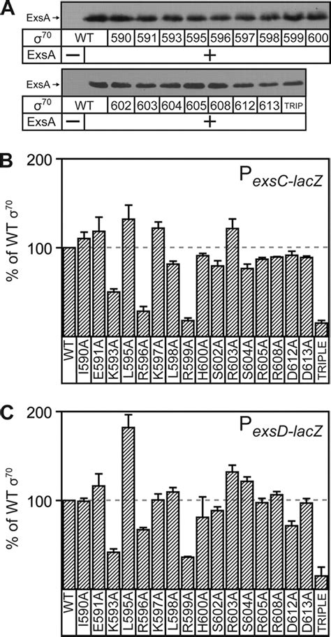 Exsa Recruits Rna Polymerase To An Extended −10 Promoter By Contacting