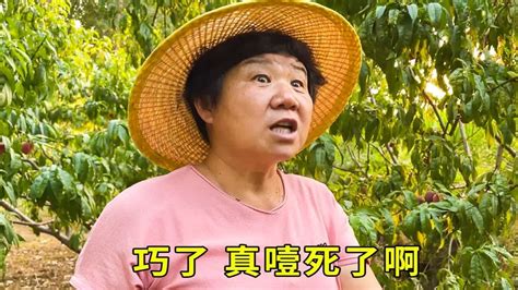 邻居的桃子熟了，也不来摘，大鹅主动帮忙摘回家！ Youtube