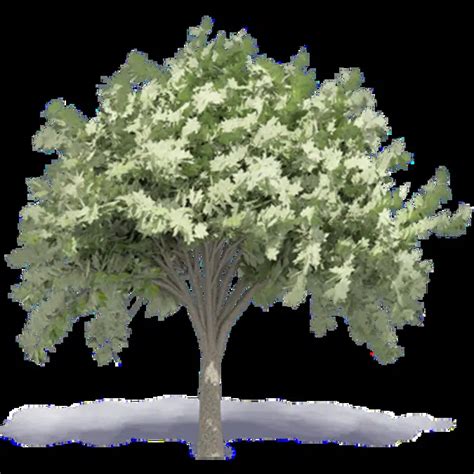 Bim Objects Free Download Elm Tree 3 Bimobject