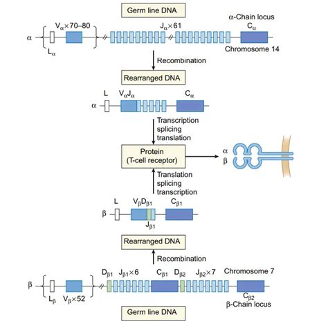 T Cell T Lymphocyte Definition Structure Types Development Functions Biology Notes Online