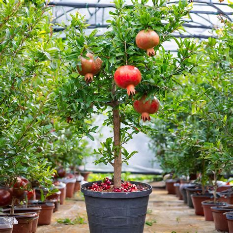 Pomegranate Tree Live Fruit Plant Abu Dhabi Dubai Uae