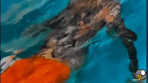 پیمان آدیداس کلیپ آدیداس فیلو