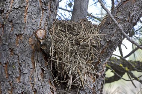 Tree With Bird Nest In Branches Stock Photo Image Of Sticks Construction