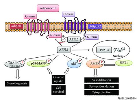 File Adiponectin Receptor Signaling  Embryology