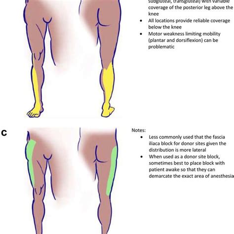 Popliteal Nerve Block Distribution
