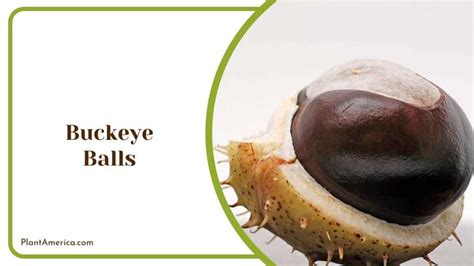 9 Magical Spiky Balls From Trees For Your Garden Decor Plant America