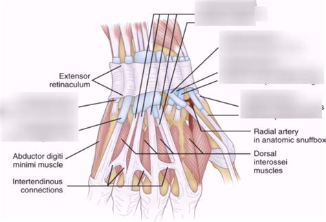 Extensor Compartment Diagram Quizlet