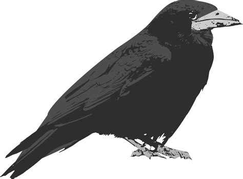 Rook Bird Png High Quality Image Png All