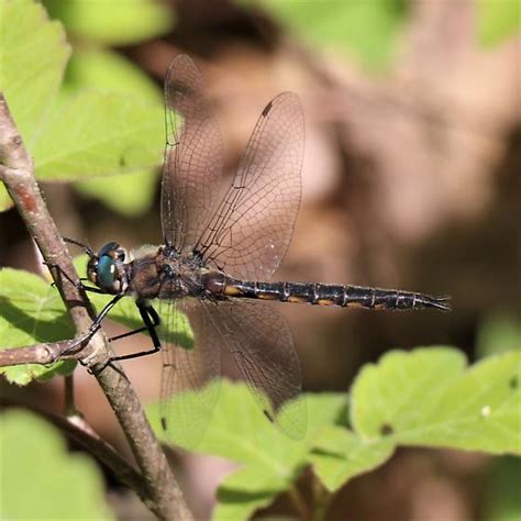 Epitheca Cynosura Bugguidenet