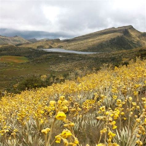 Pdf RestauraciÓn EcolÓgica Participativa En La Cuenca Alta Del RÍo