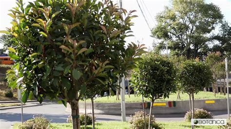 ისთ ფოინთი Botanica Ge