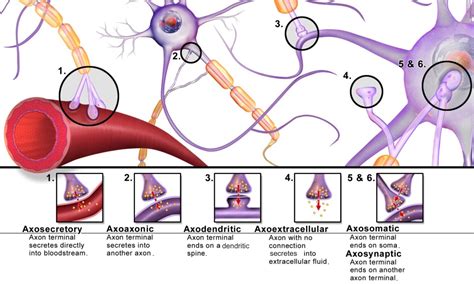Synapses And Neurotransmission Concise Medical Knowledge