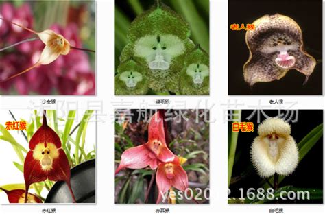 猴花 喜马拉雅猴花 喜马拉雅猴面兰花 大山谷图库