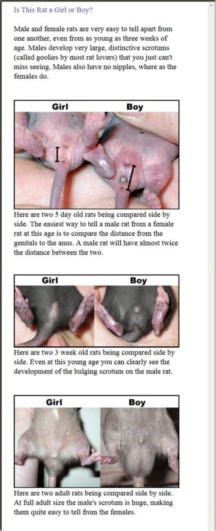 Sexing Rats Is This Rat A Babe Or A Girl RattyRat JoinRats