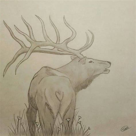 How To Draw A Elk Easy Steps At Lillie Galvan Blog