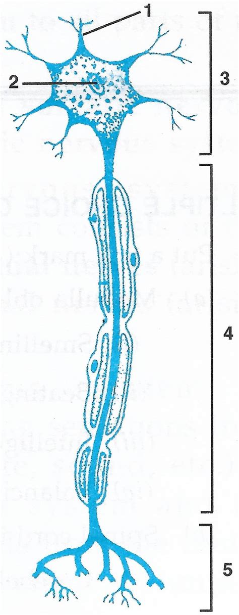 Chapter Nervous System Solutions For Class ICSE Concise Biology Selina KnowledgeBoat