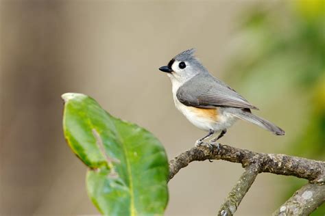 Tufted Titmouse Alabama Birding Trails