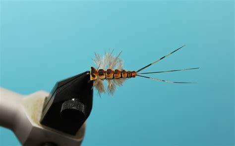 Articulate Burrowing Mayfly Nymph Flytyingnation