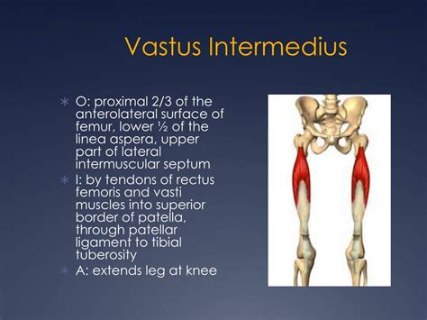 Vastus Intermedius