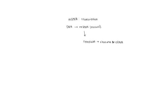 Solved How Do Nucleotide Codon Sequences Determine The Primary Amino Acid Sequence Of A Nascent