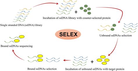 Application Of Aptamer Based Biosensors In Early Diagnosis Of Gastric Cancer A Promising Method