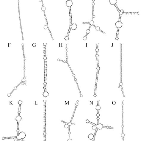 Stem Loop Structure Of Predicted Novel Mirna Precursor In Penicillium Stem Loop Structure Of Predicted Novel Mirna Precursor In Penicillium