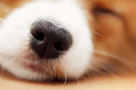 Почему у собаки сухой нос Что делать если нос сухой и теплый