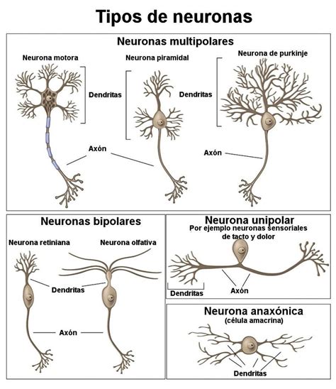 Tipos De Neuronas Motoras Sensoriales