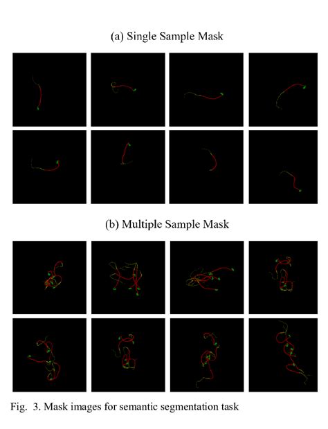 A Head Length B Body Length C Body Thickness D Tail Length