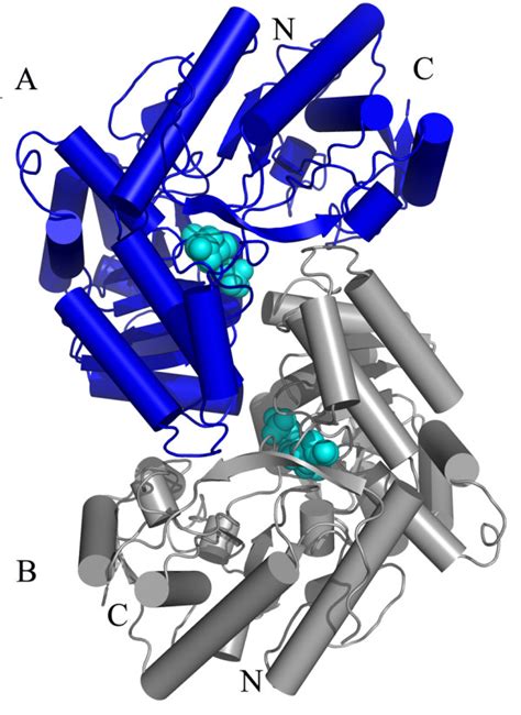 The Catalytic Dimer Is Composed Of A And B Molecules The Plp Molecule Download Scientific