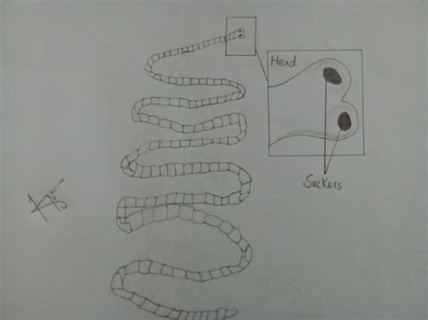 How To Draw A Tapeworm