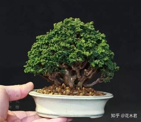 微型盆景缩龙成寸如何选材制作和养护 知乎