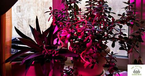 Successfully Growing Lime Trees In Pots Full Beginners Guide The