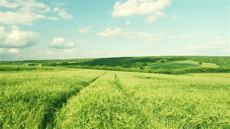 Green Field Wallpapers Top Free Green Field Backgrounds Wallpaperaccess