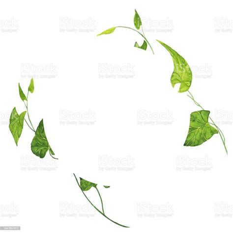 아침 영광의 가지와 프레임은 흰색 배경에 고립 된 잎 수채화 손 그리기 그림 인쇄 및 카드 템플릿입니다 등정에 대한 스톡 벡터