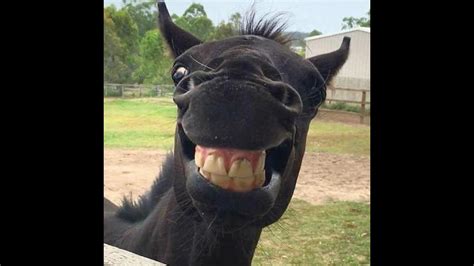 Лошадиные зубы - YouTube